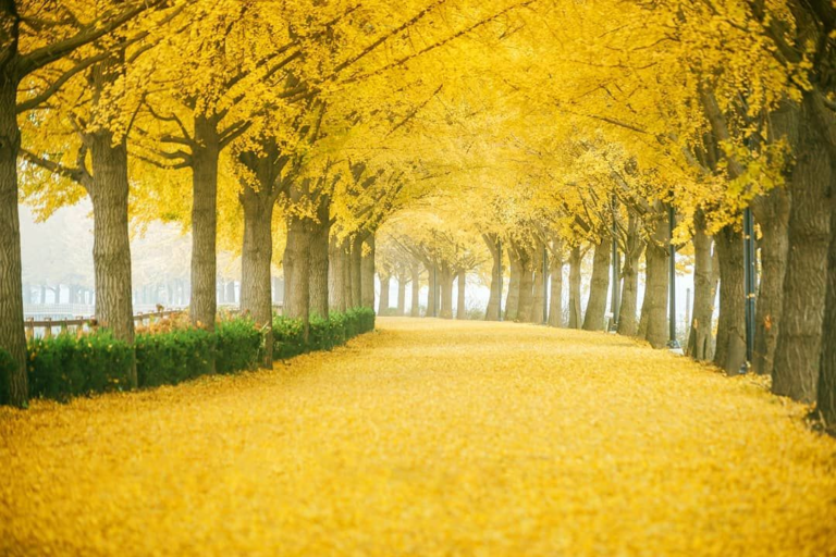Discover the Magic: Yellow Spring Road, Japan's Hidden Gem 2024 ...