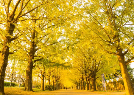 Discover the Magic: Yellow Spring Road, Japan's Hidden Gem 2024 ...